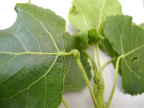 Pemphigus Spyrothecae Plant Parasites Of Europe