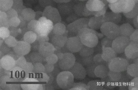 四氧化三铁包聚苯乙烯微球ps Fe3o4聚乙二醇修饰四氧化三铁纳米粒子 Peg Fe3o4 知乎