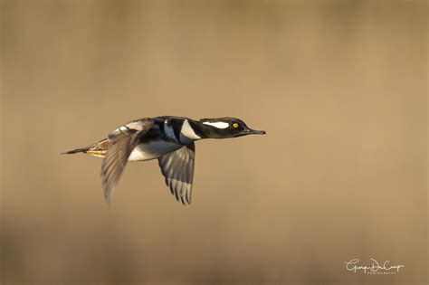 Hooded Merganser Male Backcountry Gallery Photography Forums