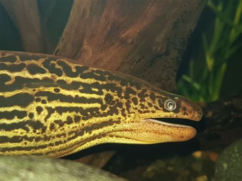 Freshwater Moray Gymnothorax Polyuranodon Marine Life Identification