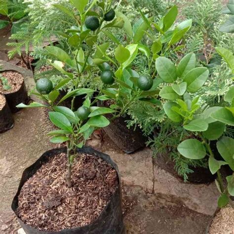 Jual Bibit Buah Jeruk Kip Pohon Jeruk Kip Di Seller Griya Bibit