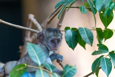 Blauer Affe Bilder Kostenloser Download Auf Freepik