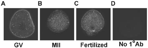 Immunofluorescence Localization Of Ae2 In Mouse Oocytes During Meiotic Download Scientific