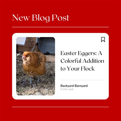 Easter Eggers A Colorful Addition To Your Flock Backyard Barnyard