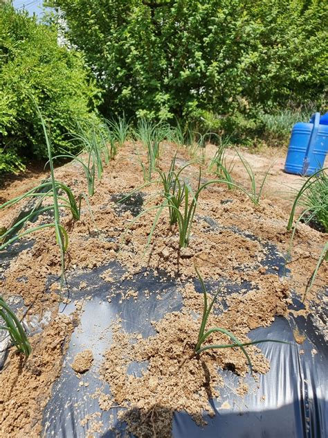 대파씨앗 파종시기 씨뿌리기 대파모종 심는시기 대파심기 방법 집에서 수경재배 대파키우기 네이버 블로그