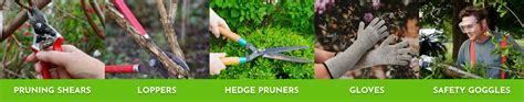Euonymus Pruning 101 Essential Tips Plantilio