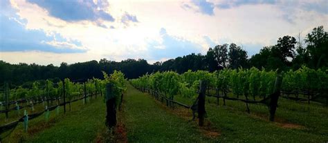 HISTORY Junius Lindsay Vineyard