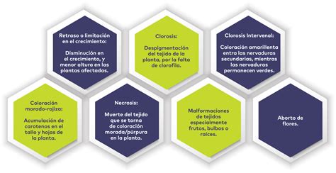 ¿cómo Identificar Deficiencias Nutricionales En Las Plantas Blog