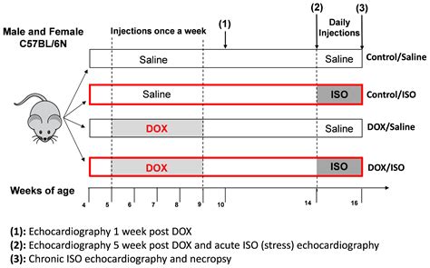 Exposure To Doxorubicin Modulates The Cardiac Response To Isoproterenol
