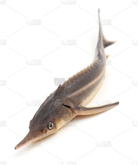 一个野生鲟鱼。