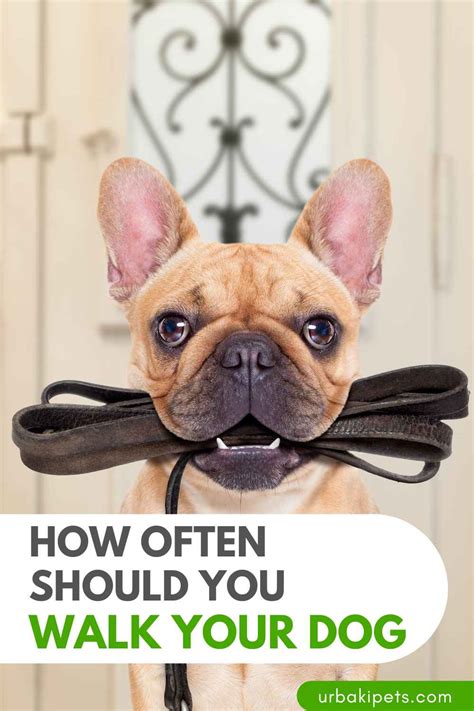 How Often Should You Walk Your Dog Urbaki Pets