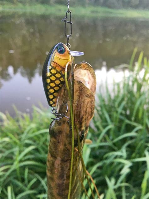 Northern Pike Esox Lucius Caught In The River On The Crankbait