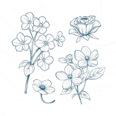 Ilustración De Dibujo Botánico Dibujada A Mano Vector Gratis