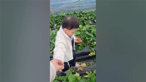 딸기밭에 처음 간 딸기귀신 이민준 Youtube