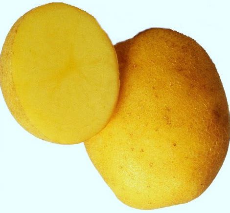 Сорт картофеля Венета (Винета) – описание и фото