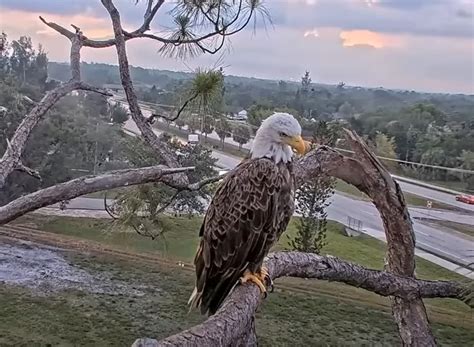 Swfl Eagle Cam M15 Gives Food Offering Video