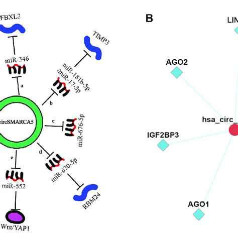 A Circsmarca5 Acts As Mirna Sponges In Various Cancers A Gastric