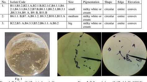 Figure 1 From Isolation And Identification Of Lactic Acid Bacteria From Fermented Buffalo Milk