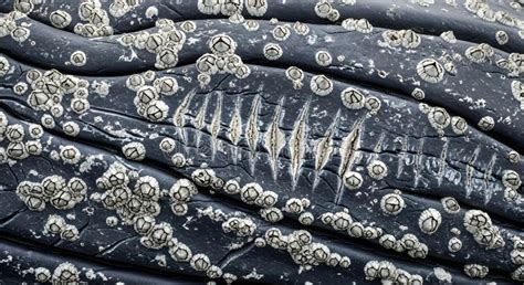 The Abstract Pattern Of A Whale S High Quality Stock Illustration For