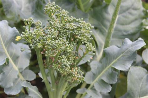 Garden In The City Broccoli A Triple Crown Threat Lincoln Square