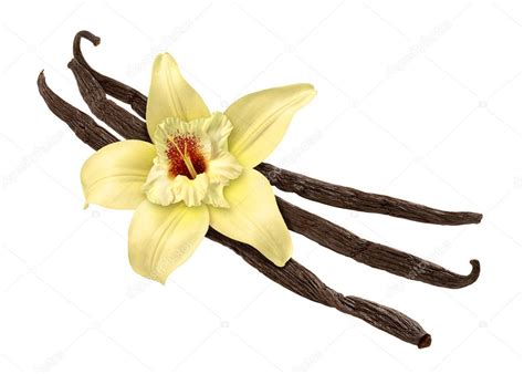 바닐라 콩 꽃 클리핑 경로 — 스톡 사진 © Rimglow 8197928