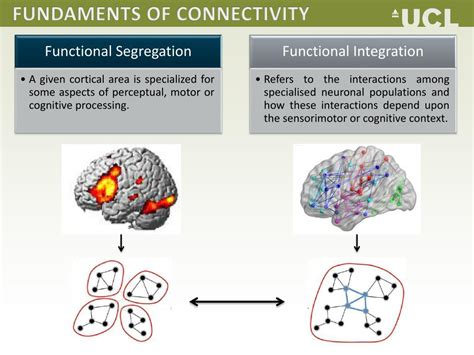 Ppt Dynamic Causal Modelling For Fmri Theory And Practice Powerpoint Presentation Id 1848641
