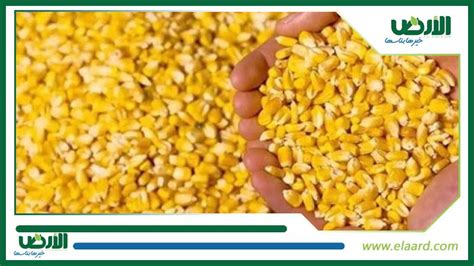 ارتفاع أسعار الذرة الصفراء بالأسواق اليوم الأحد 18 9 2022 مستلزمات