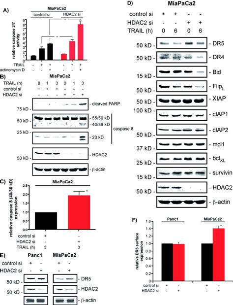 Hdac2 Dependent Regulation Of Dr5 In Miapaca2 Cells Miapaca2 Cells
