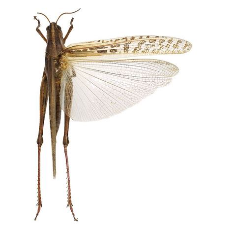 American Grasshopper