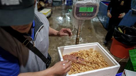 揭開澳洲龍蝦台灣、金馬走私鏈—中澳貿易制裁角力的蝴蝶效應 Yahoo奇摩新聞