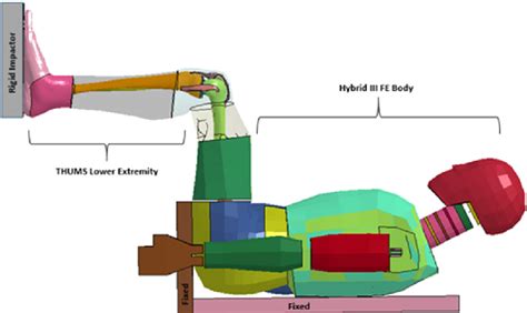 Simulation Setup For Thums Lower Extremity Loading In Ubb Download