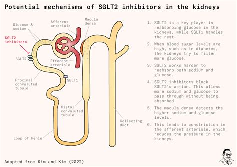 The Promise Of Sglt2 Inhibitors Works In Progress Magazine