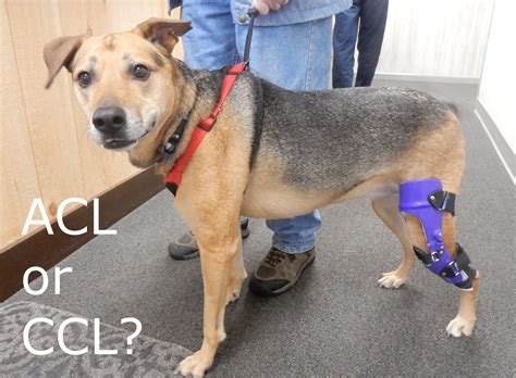 Laser Treatment For Acl Tear In Dogs