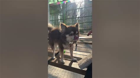 산책 후 꿀같은 간식타임💛다 먹으니 뒤도 안돌아보고 가는 쿨한 콩이🤣 장모치와와 치와와 반려견 콩이 강아지먹방 간식