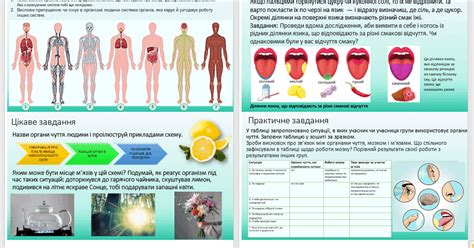Презентація Як влаштована і функціонує нервова система людини Органи
