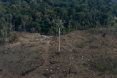 Desmatamento Na Amazônia Cresce 33 De Janeiro A Outubro Em Relação Ao