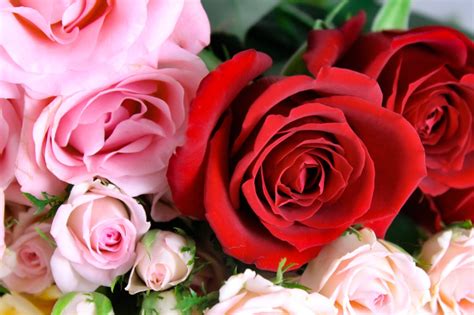 ピンクの蕾と赤の薔薇の花束 無料画像・フリー写真素材｜activephotostyle