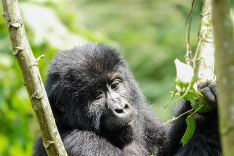 Gorilla Tracking From Musanze Ruhengeri Trek Africa Expeditions