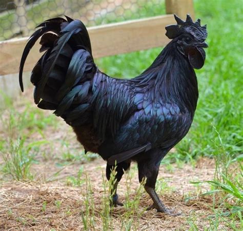 Top 17 Animais Com Melanismo Que São Totalmente Incríveis