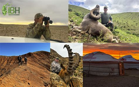 Our Latest Gobi Ibex Hunt In Mongolia Iberhunting