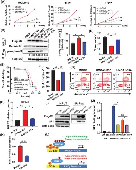 Hmga1 Phosphorylation Modulates Acute Myeloid Leukaemia Aml Cell