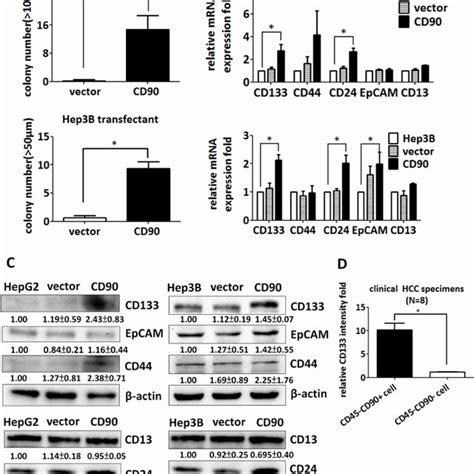 Cd90 Promotes Tumor Formation In Liver Cancer Cells Cd90 Mrna