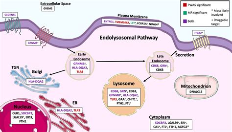 Integrating Genetics And Proteomics To Identify Novel Causal And