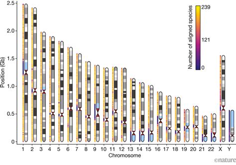Whole Genome Alignment With Primates Reveals DNA Elements Conserved In
