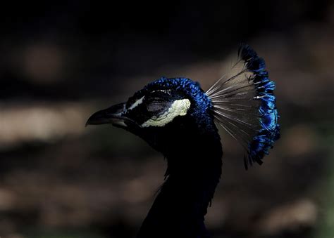 Oc Peacock Photo I Took Today Rpics