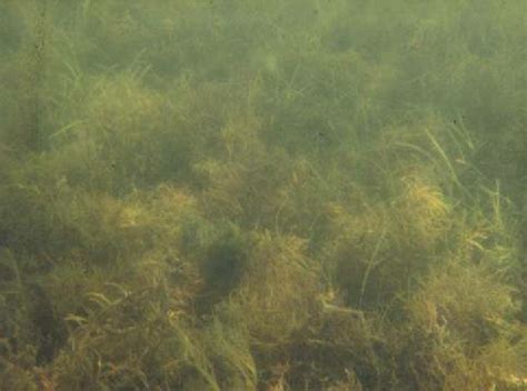 What Is Drift Algae At Raymond Schoenrock Blog
