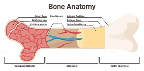 Interne Botstructuur Didactisch Schema Van Anatomie Van Het Menselijk