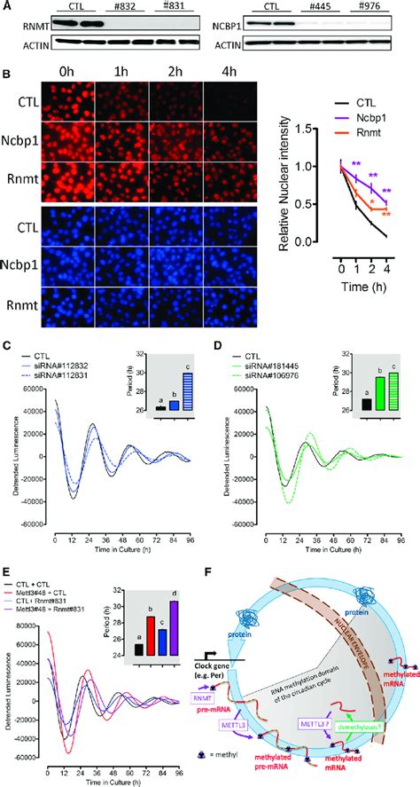 M G Cap Methylation And The Cap Binding Complex Are Also Required For