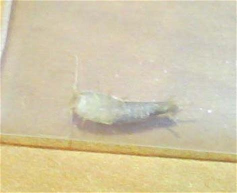 時々家に出没するこの虫は何 昆虫ブログ むし探検広場