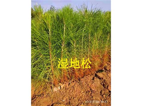 福建湿地松苗之湿地松主要价值福建湿地松苗福建湿 福建省崇清园林绿化工程有限公司